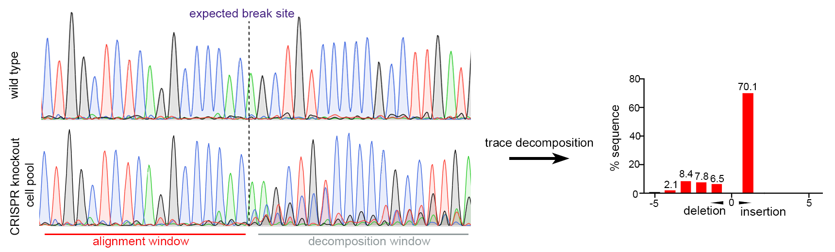 CRISPR Gene Knockout Stable Cell Line | VectorBuilder